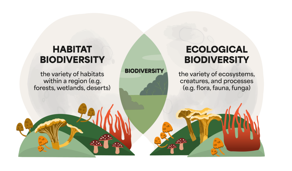What does biodiversity mean & why is biodiversity important?